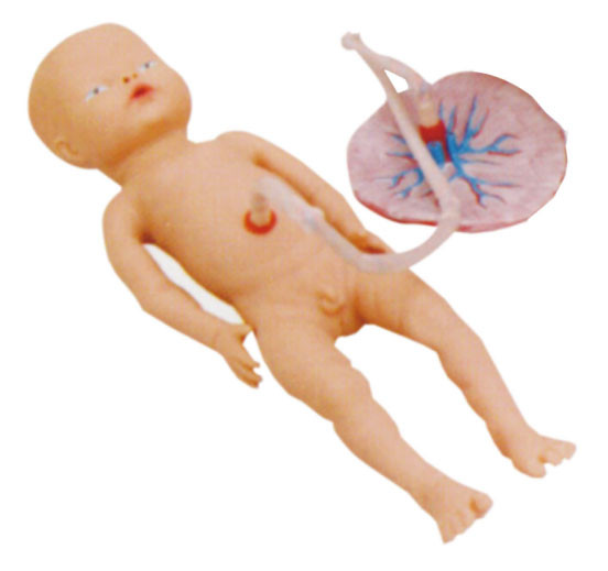 Quality Environmental Friendly maternal simulator with Delivery Mechanical Parts for sale