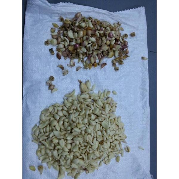 Quality WENYAO Peeled Garlic Vegetable Sorting Machine Automatic computing for sale