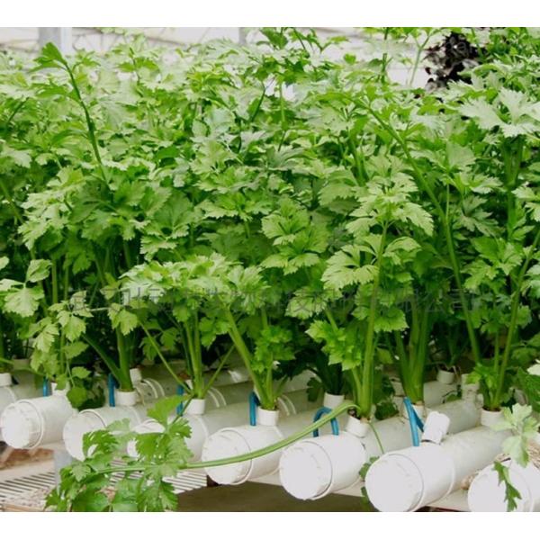 Quality Economical Department Plastic Greenhouse With Hydroponics And Temporary Heating for sale