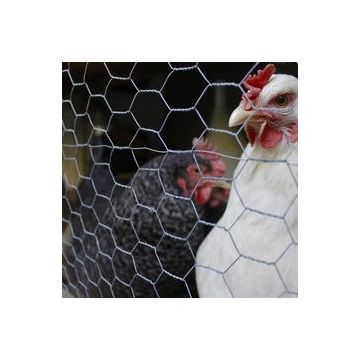 Quality Chicken Cage Coop Fence Wire Mesh Rolls Hexagonal Wire Mesh Netting for sale
