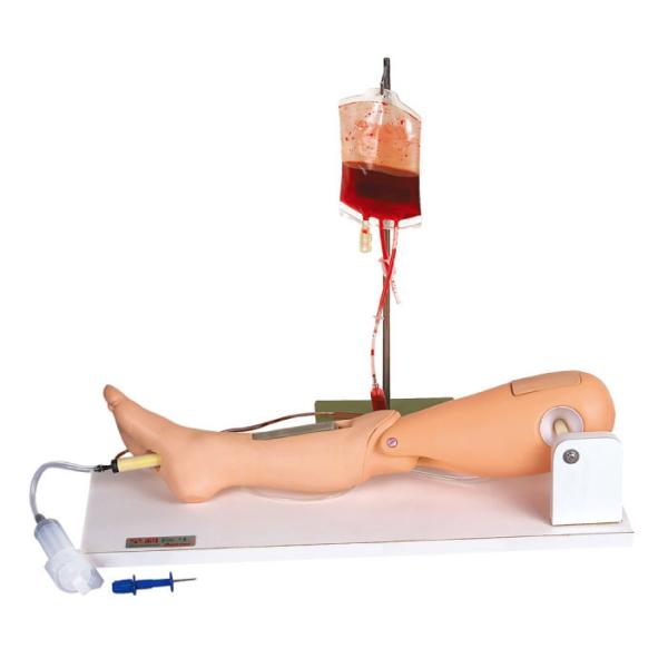 Quality Bone marrow puncture Human Patient Simulator right leg for college , school for sale
