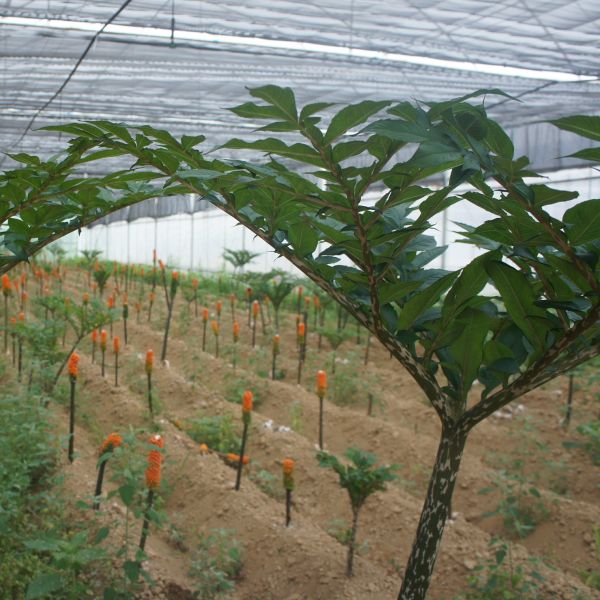 Quality Yizhi Konjac Jelly Compound Powder Gluten-Free Vegan-Friendly Jelly Solution for sale