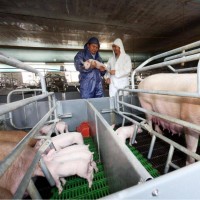 Quality Hot Dip Galvanized Steel Sow Farrowing Crate Pens 2.4*1.8m for sale
