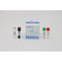 Quality Accurate Dengue Virus RT PCR Test Kit 48 96 Tests Per Kit 20uL Reaction Volume for sale