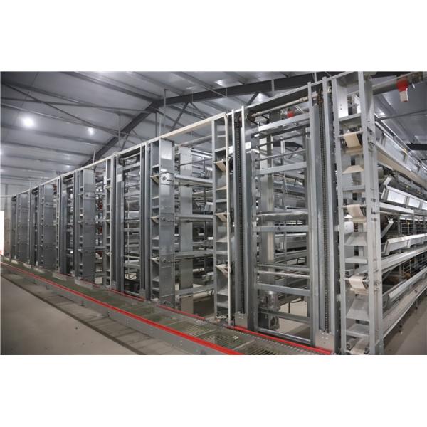 Quality Galvanized Steel Poultry Egg Collection System Electrostatic Spray for sale