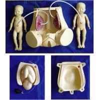 Quality Natural childbirth simulator with fetus placenta for obstetrics skills for sale