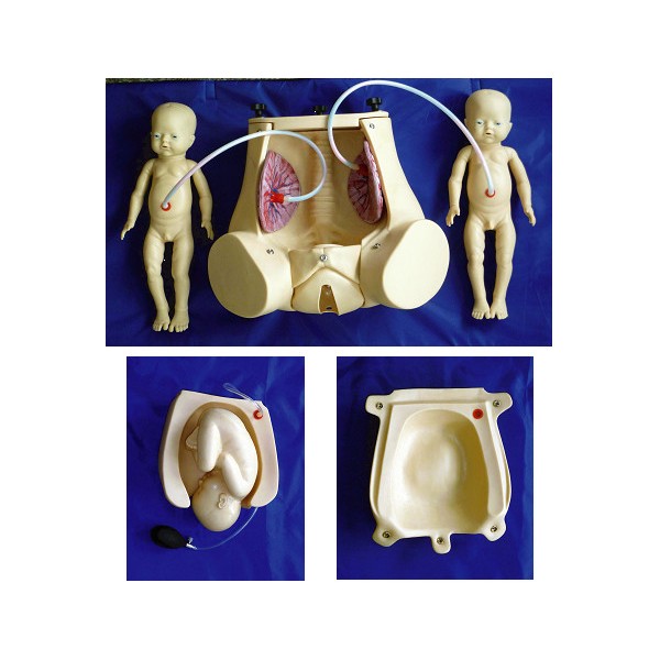 Quality Natural childbirth simulator with fetus placenta for obstetrics skills demonstration for sale
