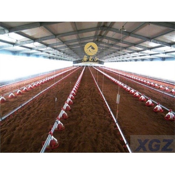 Quality steel layer chicken house for sale