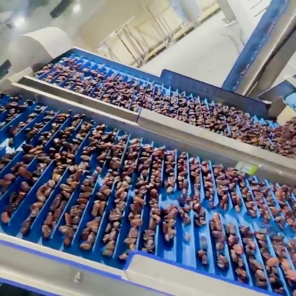 Quality Computer Control High Capacity Dates Sorting Machine 8 Lane High Precision & for sale