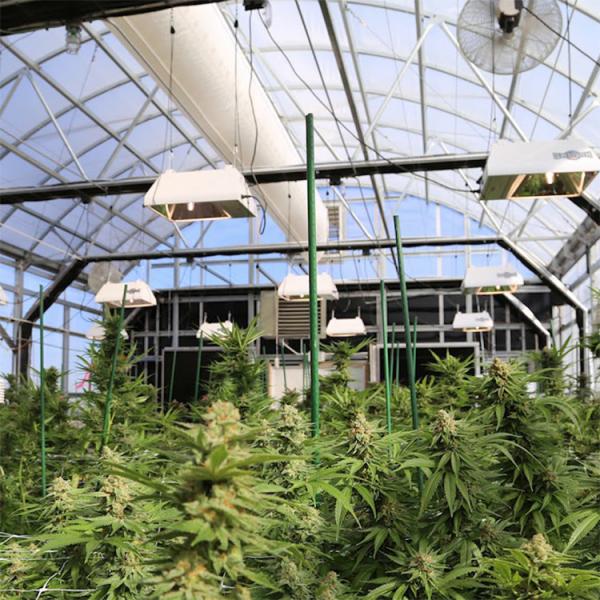 Quality Agricultural PE Automated Blackout Greenhouse / Plastic Film Greenhouse for sale