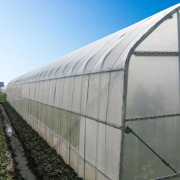 Quality Plastic Film Steel Frame Tunnel Greenhouse for Farm for sale