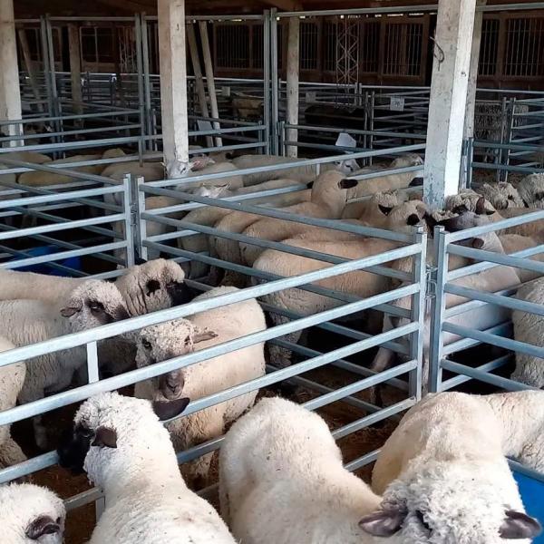 Quality Height 1m Ranch Sheep Panel Fence For Farm Using And Sheep Raising for sale