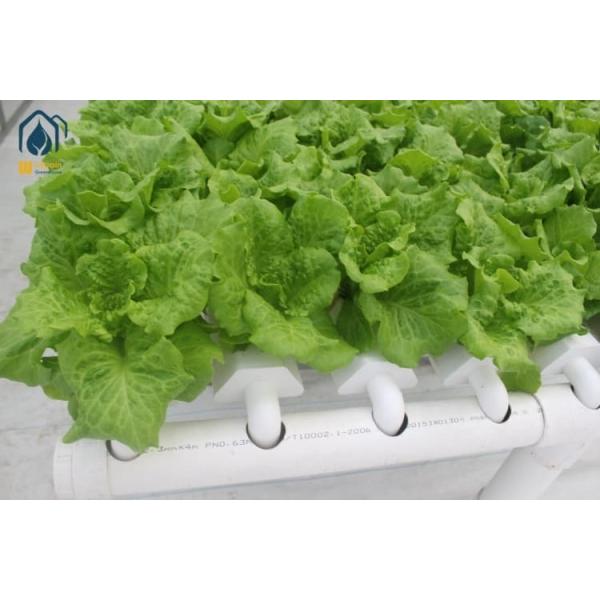 Quality Robust Lettuce Hydroponic Systems UV Resistant NFT Growing System With PVC Tube Hydroponic Setup for sale