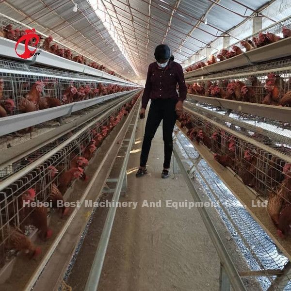 Quality A Type Automatic Poultry Farming Cage System For Layers Star for sale