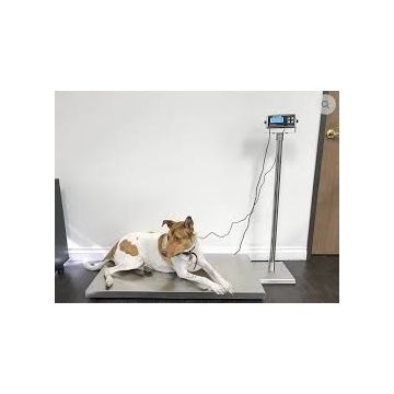Quality Veterinary Platform Scale Stainless Steel With Indicator Horse Goat Pet Hog for sale