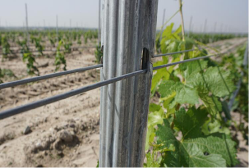 vineyard post