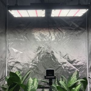 Quality SAA Bavagreen 240W LM301B LED Grow Light Indoor Horticulture Lighting for sale
