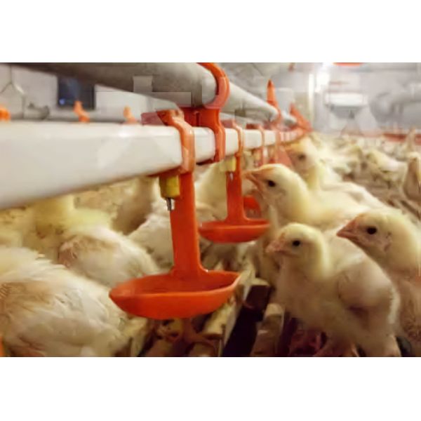 Quality DDC Animal Feed Acidifier Bacteriostatic Effect Against Harmful Bacteria for sale