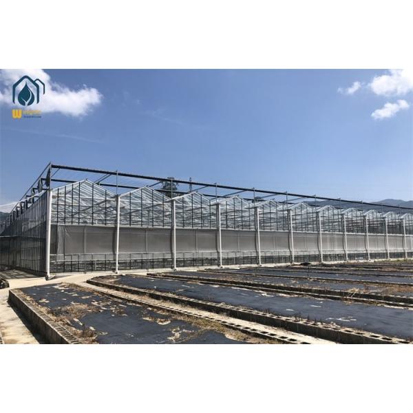 Quality Tempered Glass Greenhouse Hot Galvanized Steel Tube Greenhouse 8m 9.6m 12m Span Width for sale