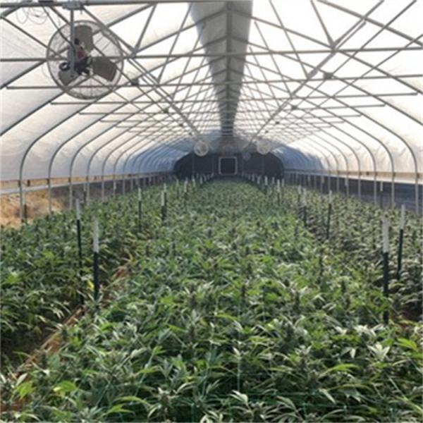 Quality Single Plastic PE Film Tunnel Herb Greenhouse Blackout Curtain Systems for sale
