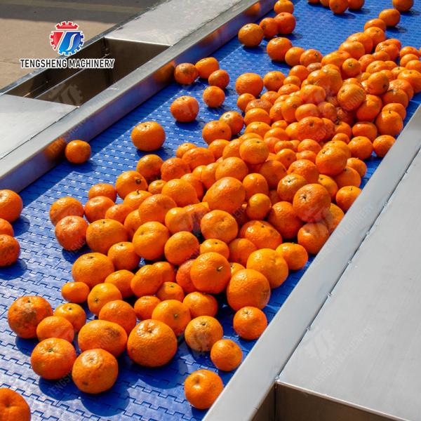 Quality vegetable drying equipment Fruit and vegetable selection washing and drying for sale