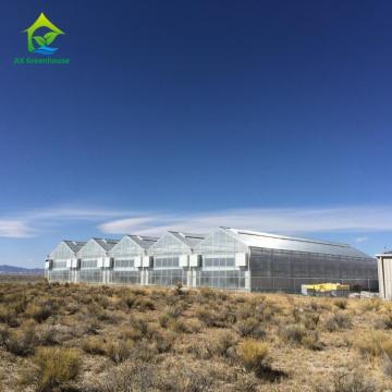 Quality Multispan PC Sheet Greenhouse for sale