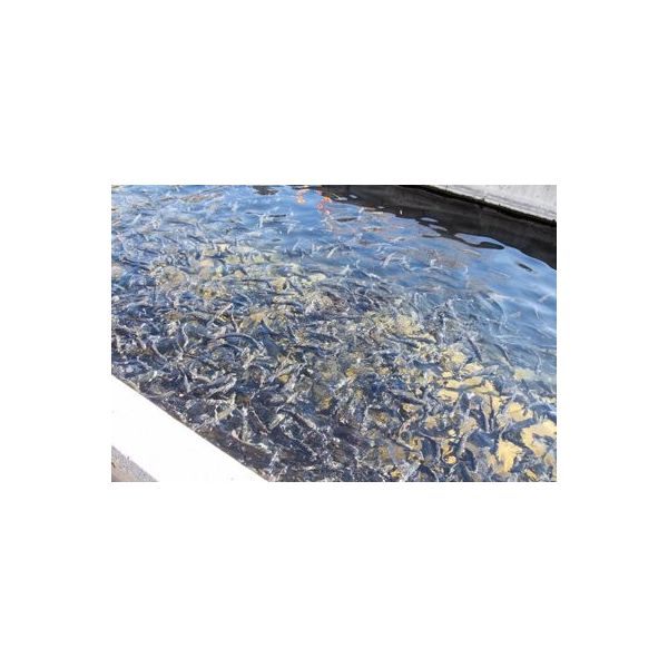 Quality DDCaroma Fish Flavour 628 Enhance Digestive Juice Secretion And Gastrointestinal for sale