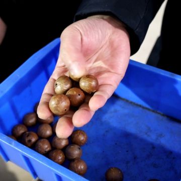 Quality High Accurate Macadamia Inshell Nuts Sorting Machine For Mass Production for sale
