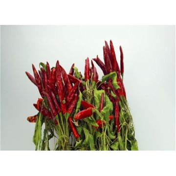 Quality Stemless Dried Red Chilli Peppers Sichuan Chillies 10% Moisture for sale