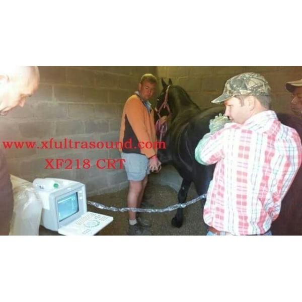 Quality Animal Cattle Veterinary Ultrasound Machines 6.5MHz R13 Cavity Probe for sale
