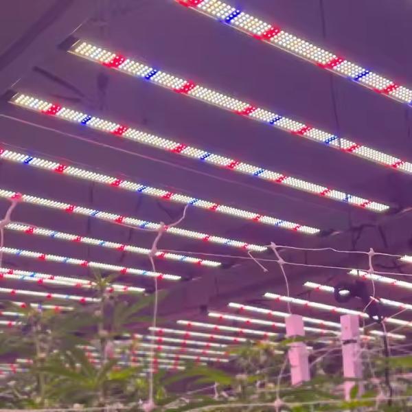 Quality LM281B 800W Full Spectrum Led Plant Grow Lights Customized 240W 320W 480W 640W 720W1000W LM301H EVO for Hydroponic for sale
