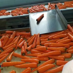 Quality Freshly Harvested Organic Carrots Vibrant Color Good Price-New Arrival From for sale