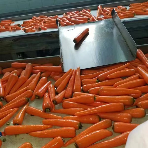 Quality Freshly Harvested Organic Carrots Vibrant Color Good Price-New Arrival From China Supplier for sale