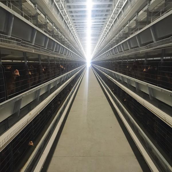 Quality Automatic Poultry Feeding System Chicken Cage Feeder for sale