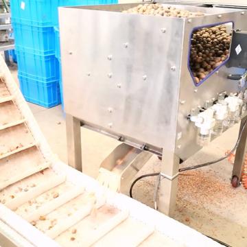 Quality CE Verified 380V Pecan Shelling Machine With High Perfect Kernel Rate for sale
