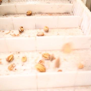 Quality 380V Operated Pecan Shelling Machine With CE Certification for sale