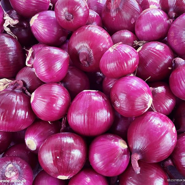 Quality Wholesale Organic 5-8 cm Fresh Red Onion High Demand Agricultural Product with Best Price for sale