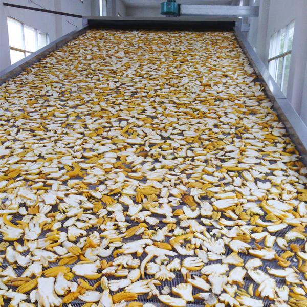 Quality 1.1kw Automatic Continuous Belt Dryers Tomato Drying Equipment MultiLayer for sale