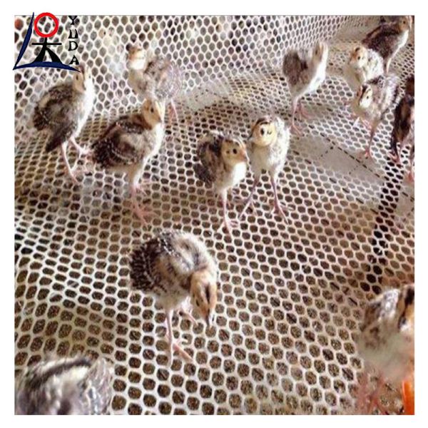 Quality Hexagonal Pe Plastic Flat Net Green Chicken Plastic Mesh Rolls for sale