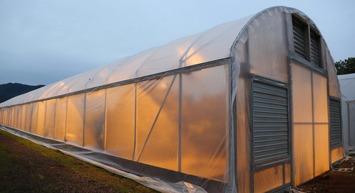 Quality Greenhouse Blackout Curtain Systems Automated Light Deprivation 8m - 12m for sale