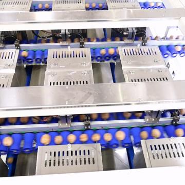 Quality Food Grade Conveyor Belts Walnut Shelling Machine 380V 2 Tons Output for sale