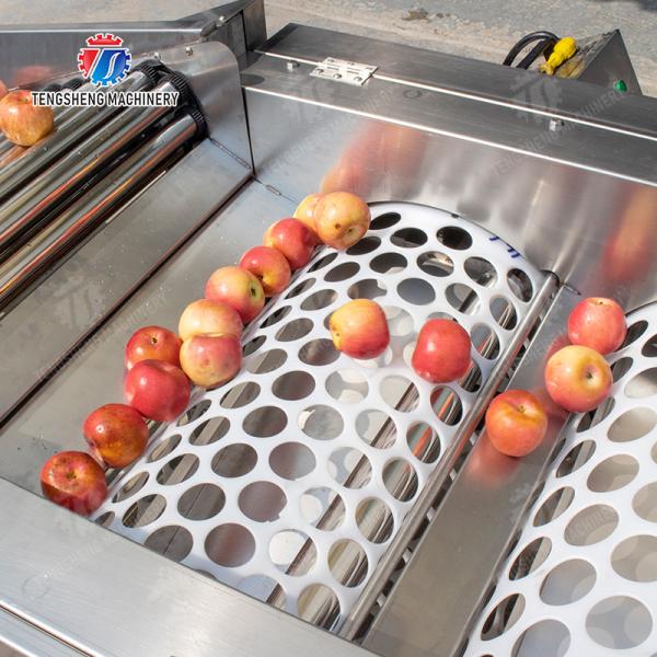 Quality Processing Production Inspecting Grading Fruit Vegetable Onions Saiko persimmon for sale