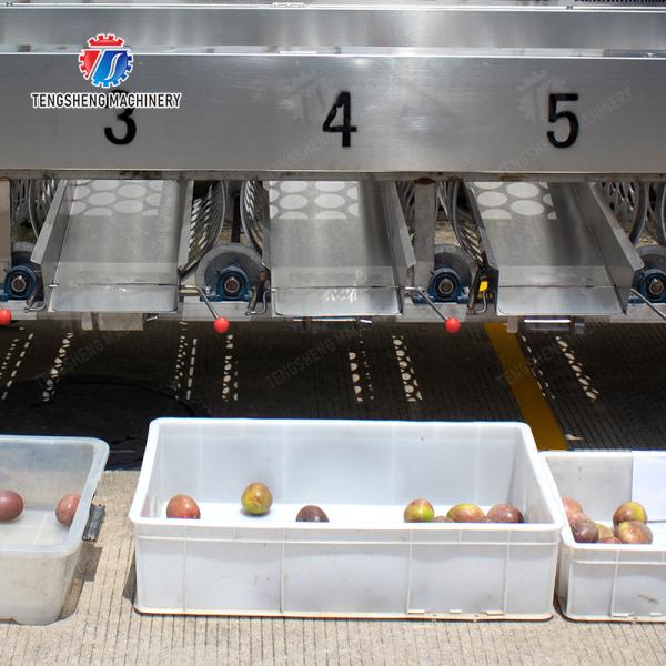 Quality Processing Production Inspecting Grading Fruit Vegetable Onions Saiko persimmon for sale