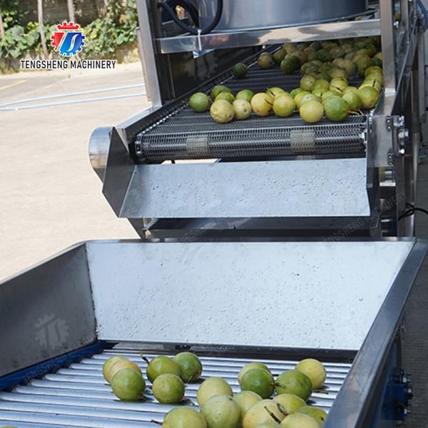Quality Processing Production Inspecting Grading Fruit Vegetable Onions Saiko persimmon for sale