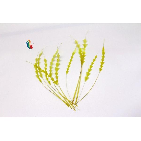 Quality Dyed Stripped Rooster Coque Feathers with Fast Shipping via DHL UPS FEDEX EMS for sale