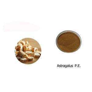 Quality 100% Astragalus Extract Powder for sale
