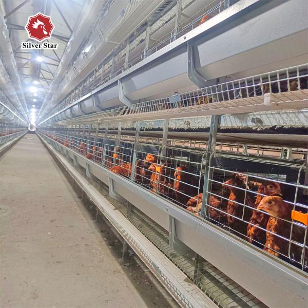 Quality Hot Sale Poultry Farm H Type Chicken Layer Cage With Full Automatic System for sale