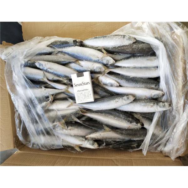 Quality 100% Net Weight 100-120g BQF Frozen Whole Sardines for sale