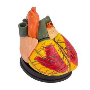 Quality Human Biological Teaching Model Advanced Jumbo Heart for Medical Science for sale