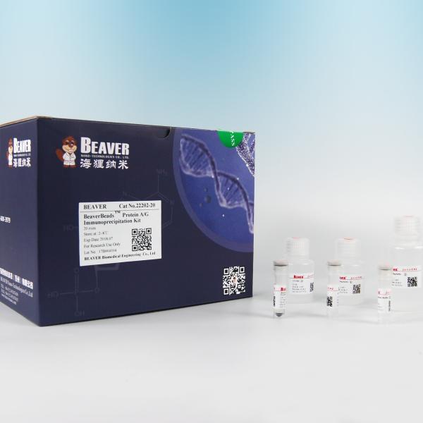Quality Protein A Magnetic Beads For Immunoprecipitation By Superparamagnetic Microspher for sale